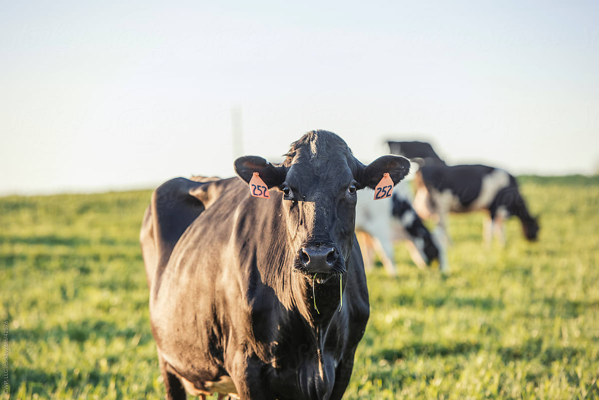"Portrait Of A Holstein Cow With Grass In Her Mouth" by Stocksy ...