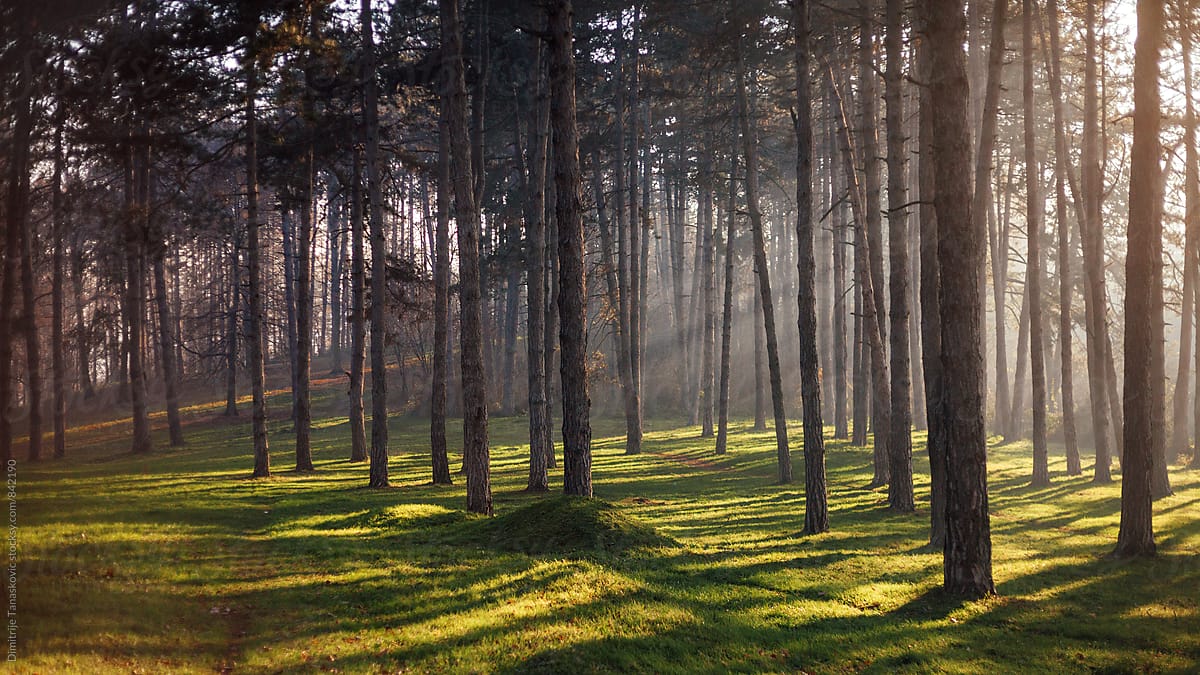 "Afternoon In The Forest" by Stocksy Contributor "Dimitrije Tanaskovic ...