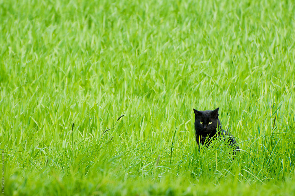 "Black Cat In Grass" by Stocksy Contributor "Harald Walker" - Stocksy