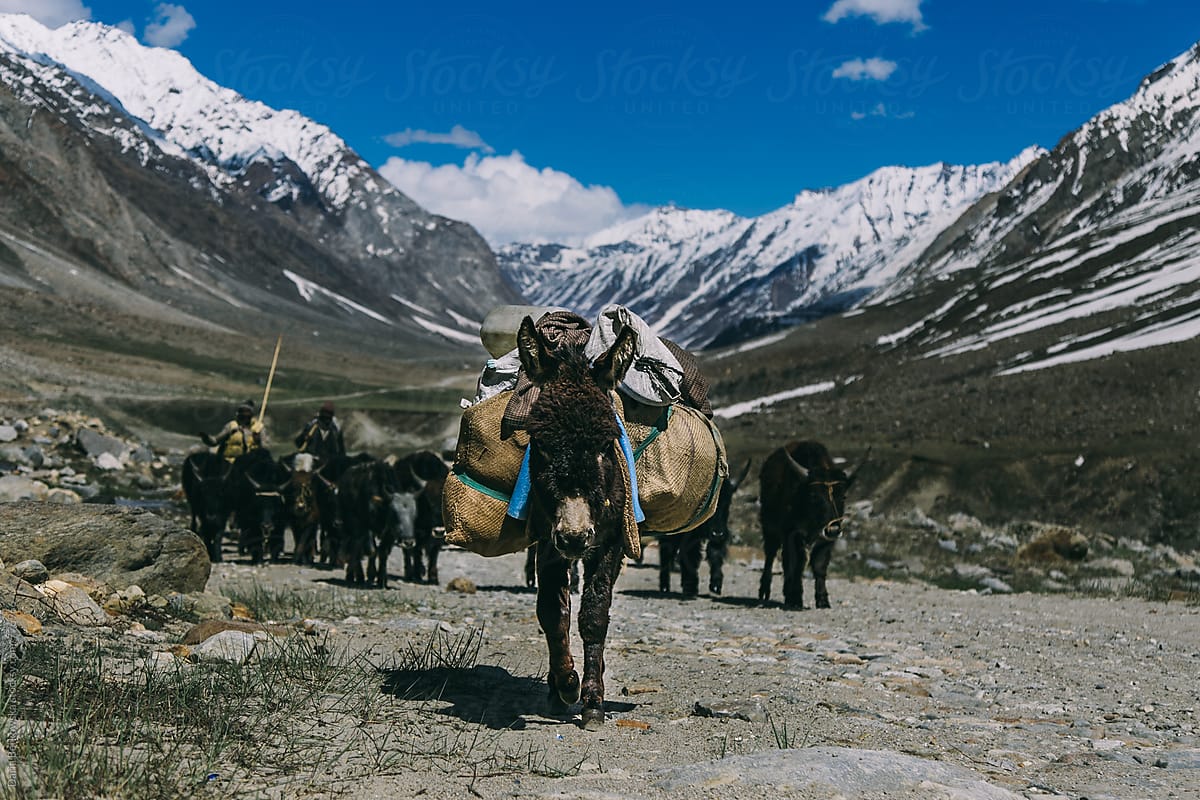 "Donkey In The Mountains Of India" by Stocksy Contributor "Daria ...
