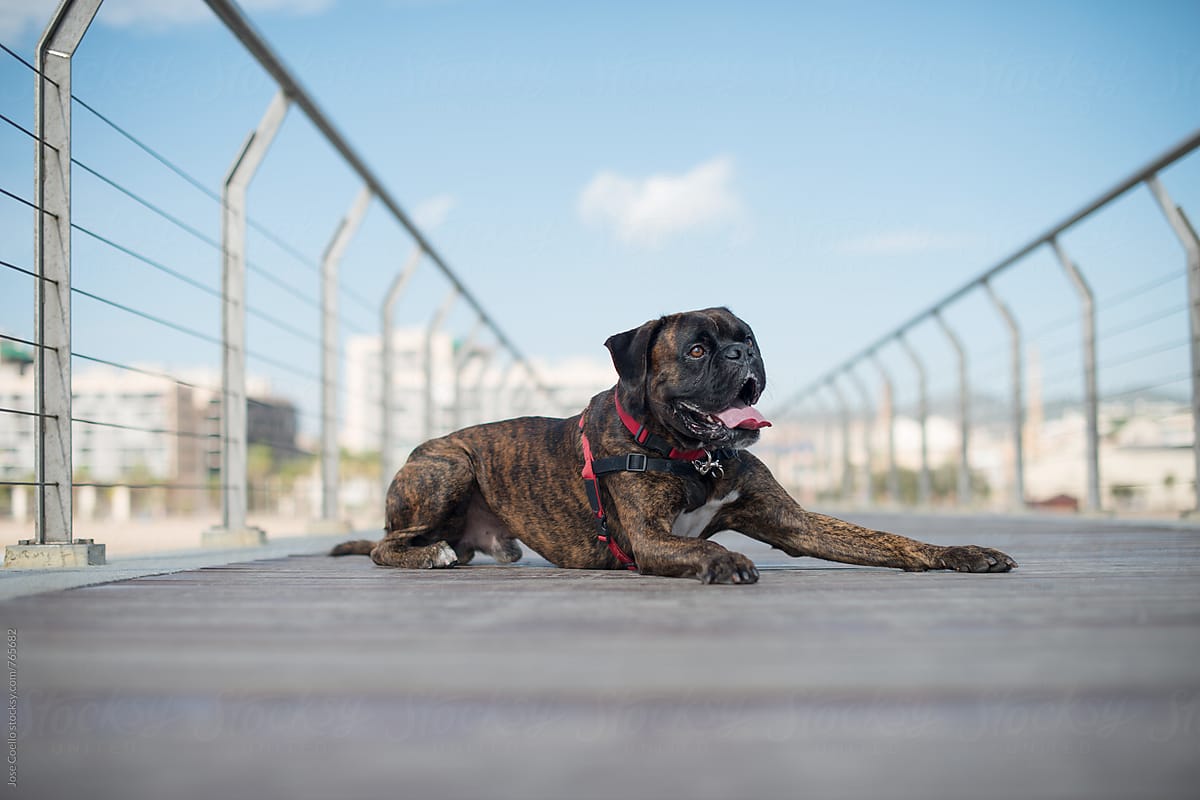 "Best Friend" by Stocksy Contributor "Jose Coello" - Stocksy