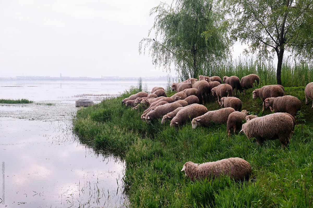 "Pasture Sheep, In Lijiang Lake, Yunnan Province" by Stocksy ...