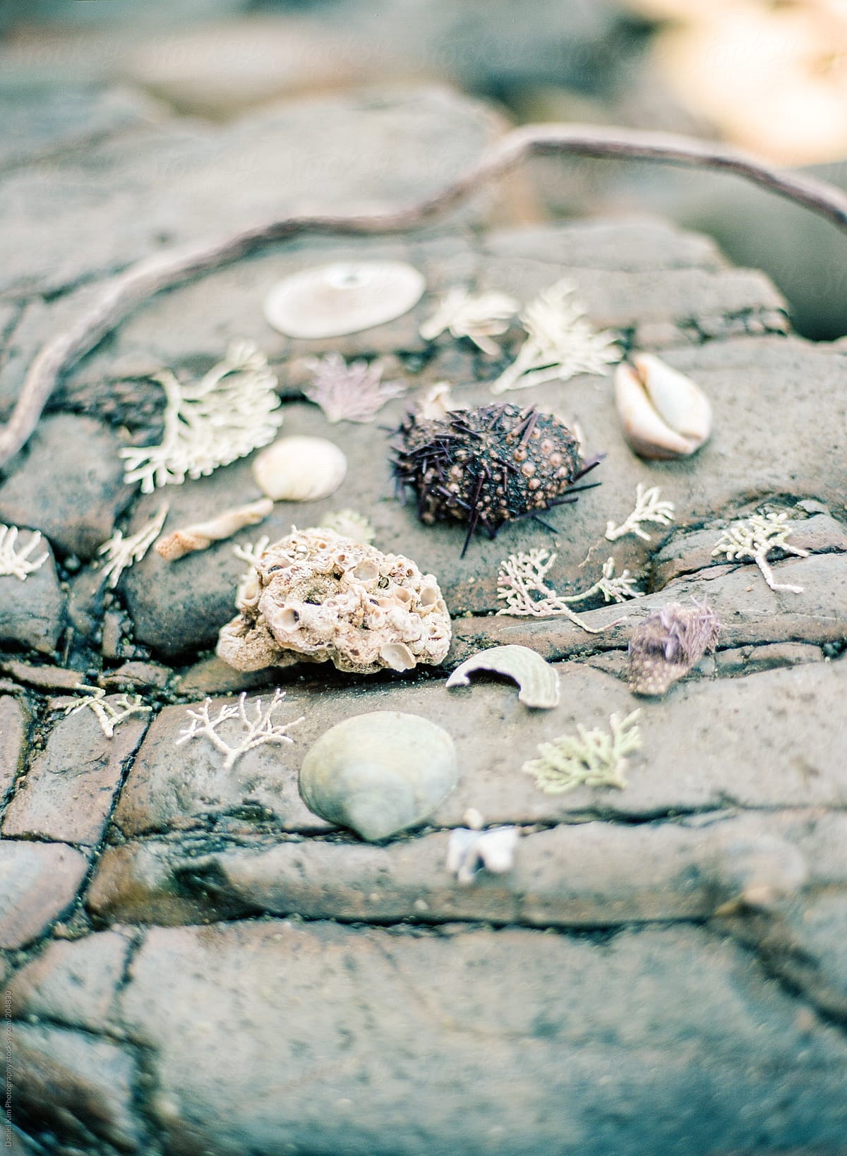 "Beach Findings" by Stocksy Contributor "Daniel Kim Photography" - Stocksy