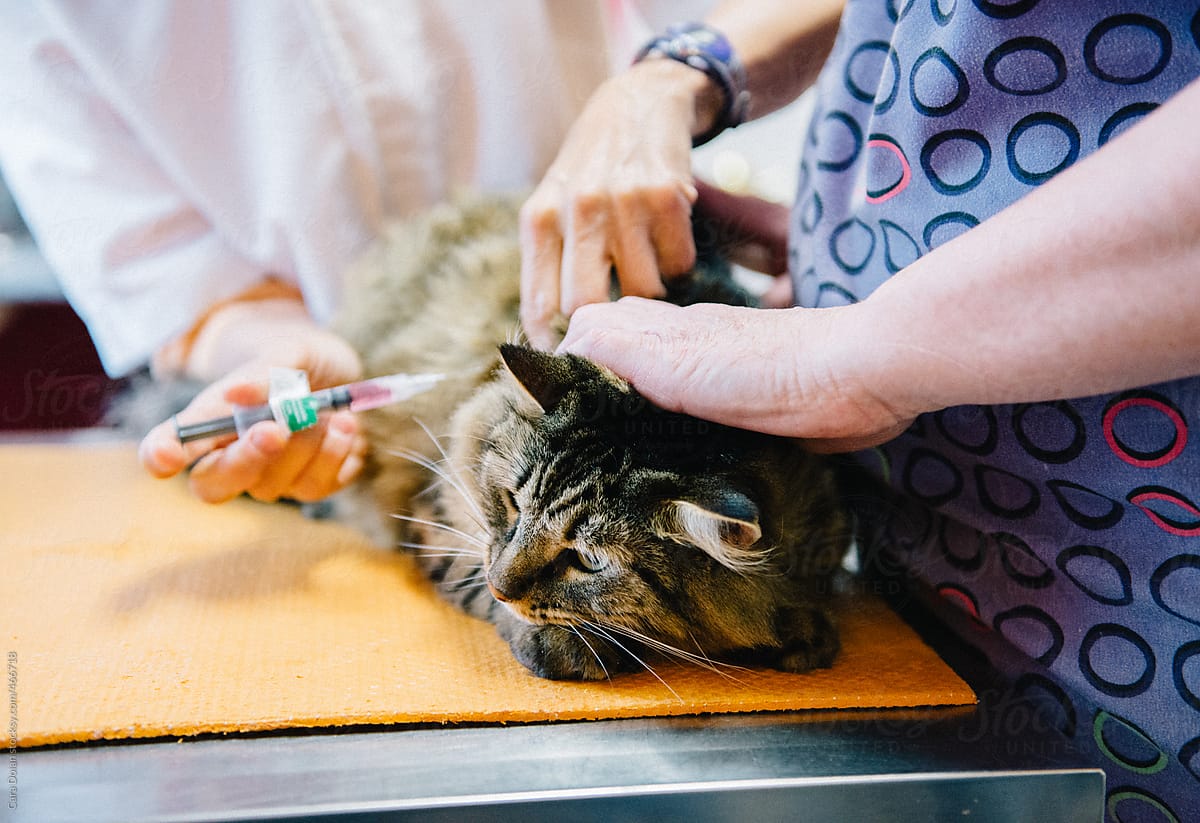 "Cat Gets A Shot While At The Veterinarian" by Stocksy Contributor ...