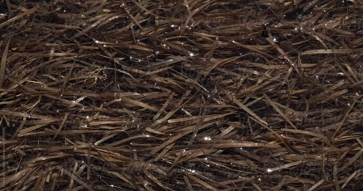 "Patch Of Seagrass Floating On Water Surface" by Stocksy Contributor ...