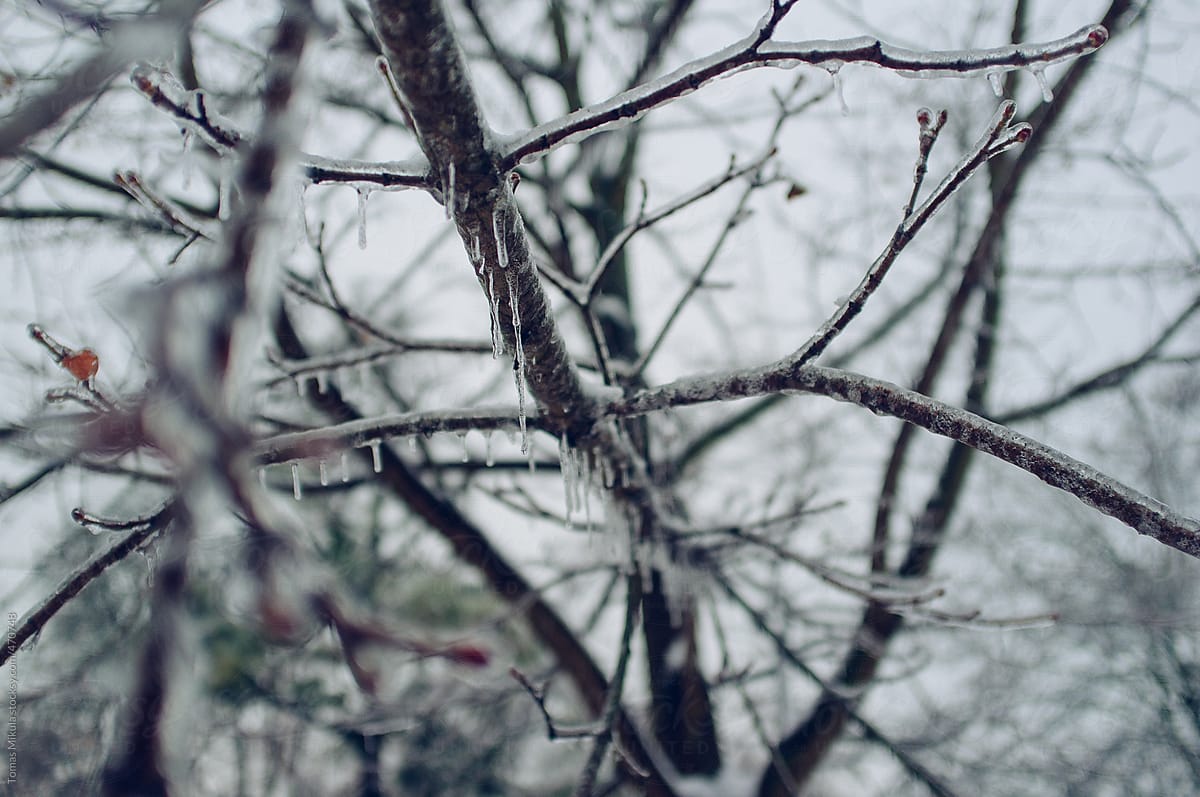 "Frozen Tree" by Stocksy Contributor "Tomas Mikula" - Stocksy