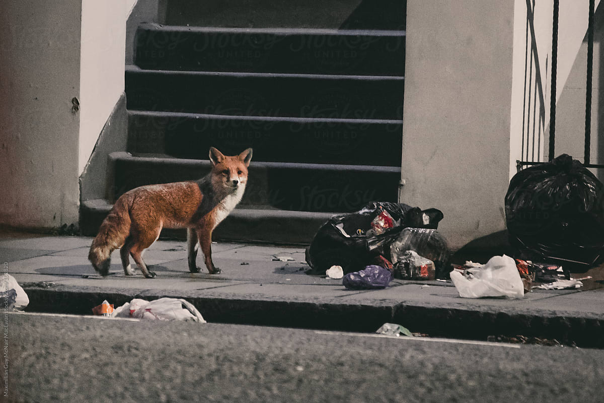 "Fox Hunting" by Stocksy Contributor "Maximilian Guy McNair MacEwan ...