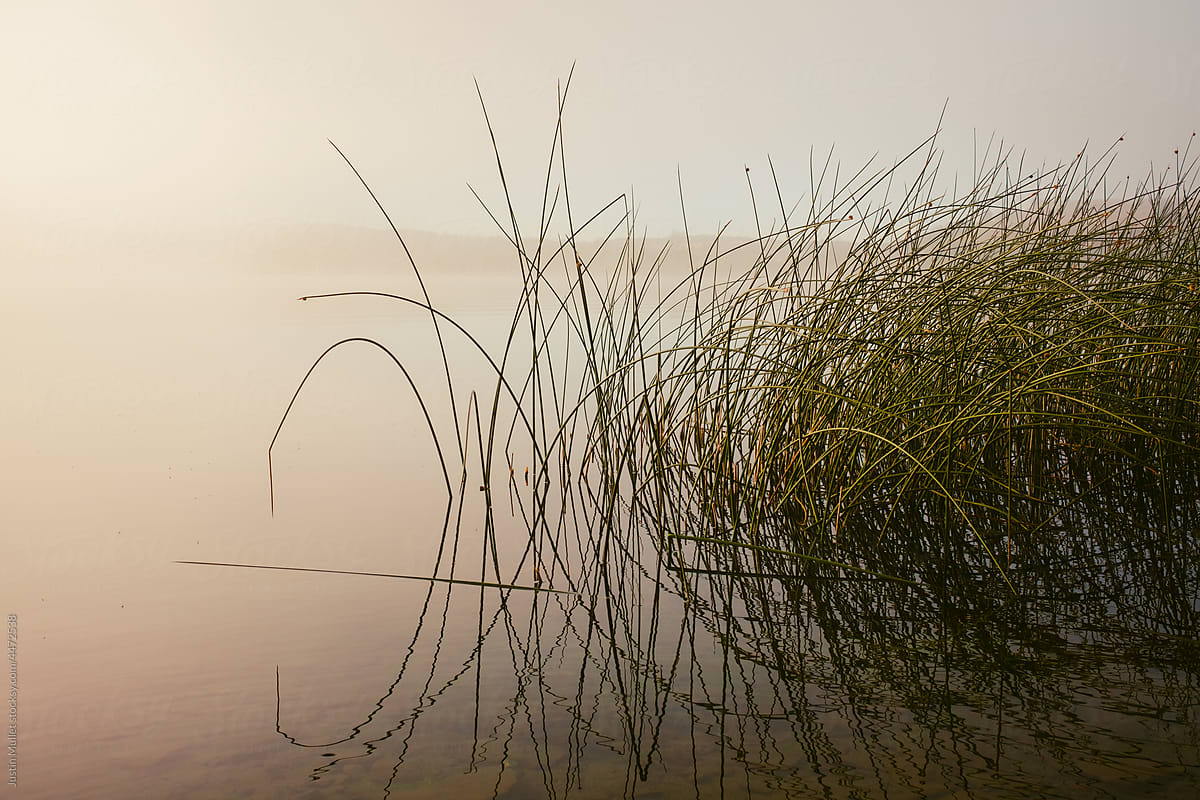 "Reeds Along Shoreline In Fog" by Stocksy Contributor "Justin Mullet ...