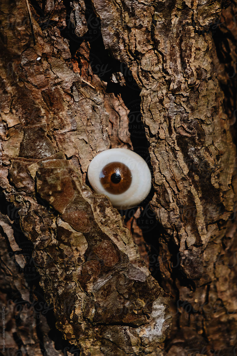 "A Tree Is Watching You" by Stocksy Contributor "Vera Lair" - Stocksy
