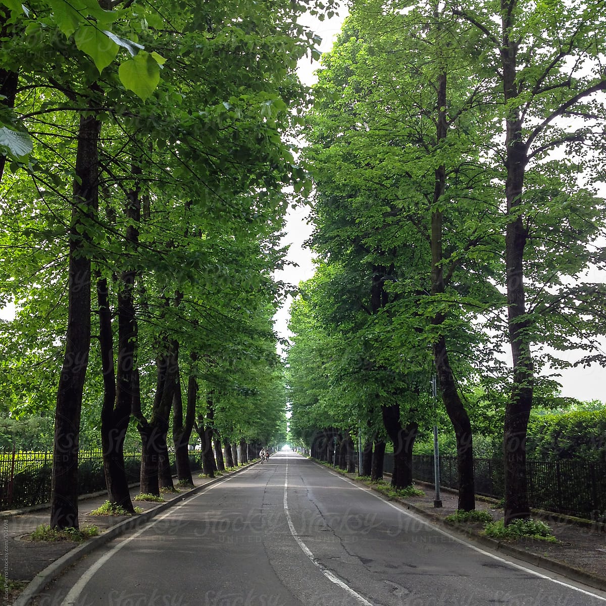 "Tree-lined Avenue" by Stocksy Contributor "Sky-Blue Creative" - Stocksy
