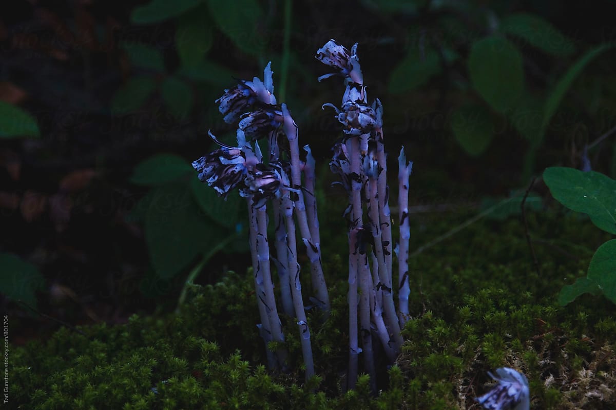 "Indian Pipe Flower In Forest" by Stocksy Contributor "Tari Gunstone ...