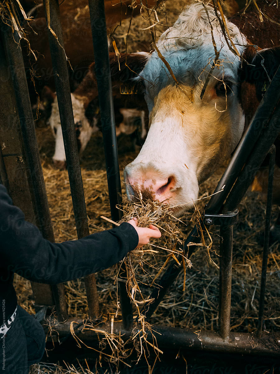 "Hand Feeding A Cow" by Stocksy Contributor "Photographer Christian B ...