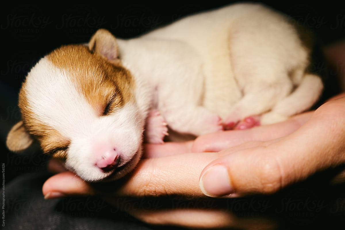 "Weeks Old Jack Russell Puppy" by Stocksy Contributor "Gary Radler ...
