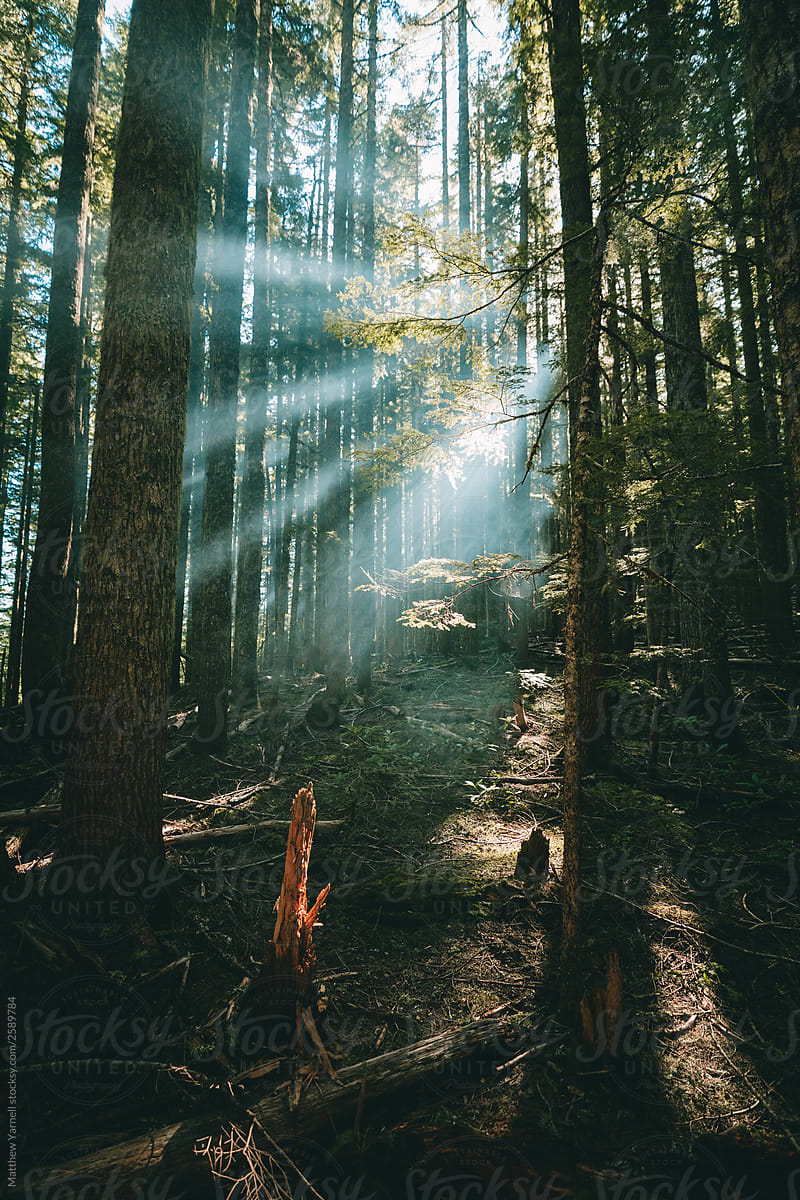"Morning Light Leaking Through The Forest" by Stocksy Contributor ...