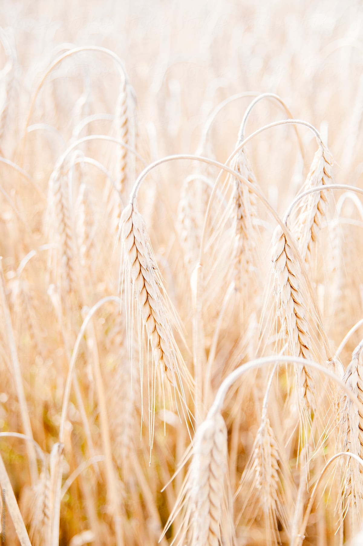 "Shot Wheat" by Stocksy Contributor "Harald Walker" - Stocksy