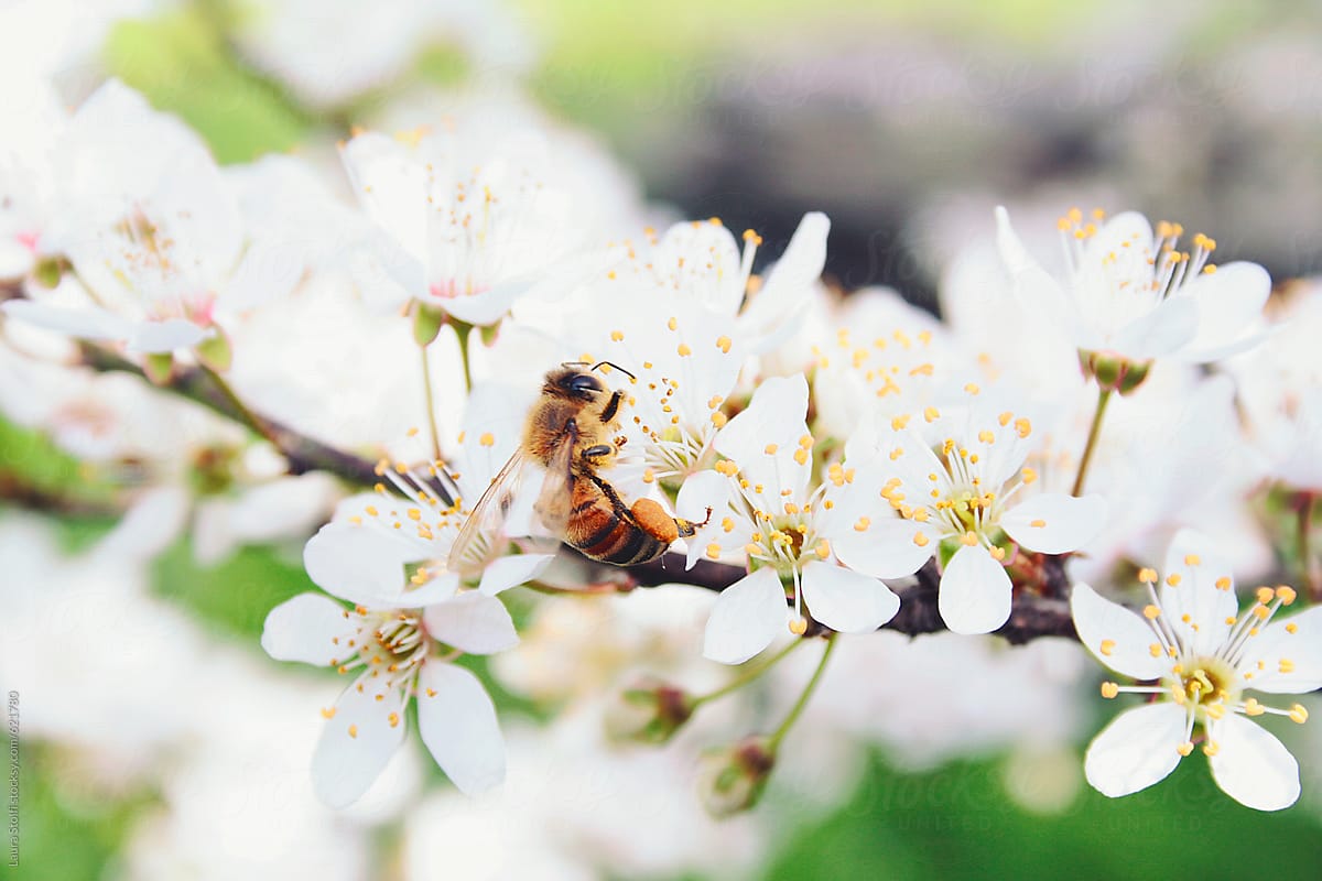 "Close-up Of Bee On Plum Tree Flowers In Springtime Garden" by Stocksy ...