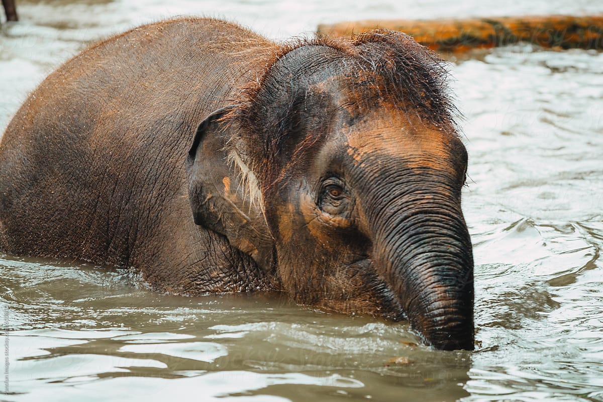 "Asian Elephant Playing In Water" by Stocksy Contributor "Pansfun ...
