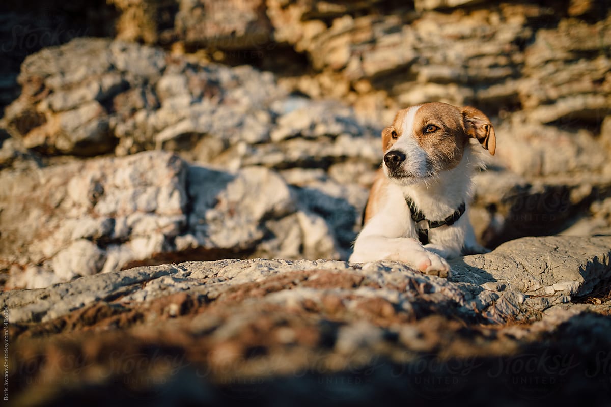 "Dog Laying On The Rocks By The Beach" by Stocksy Contributor "Boris ...