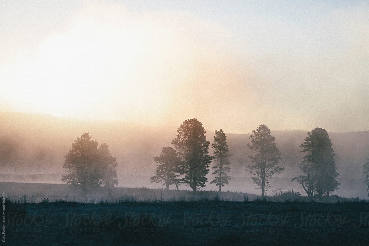 "Rising Morning Fog An Lone Tree" by Stocksy Contributor "Gary Parker ...