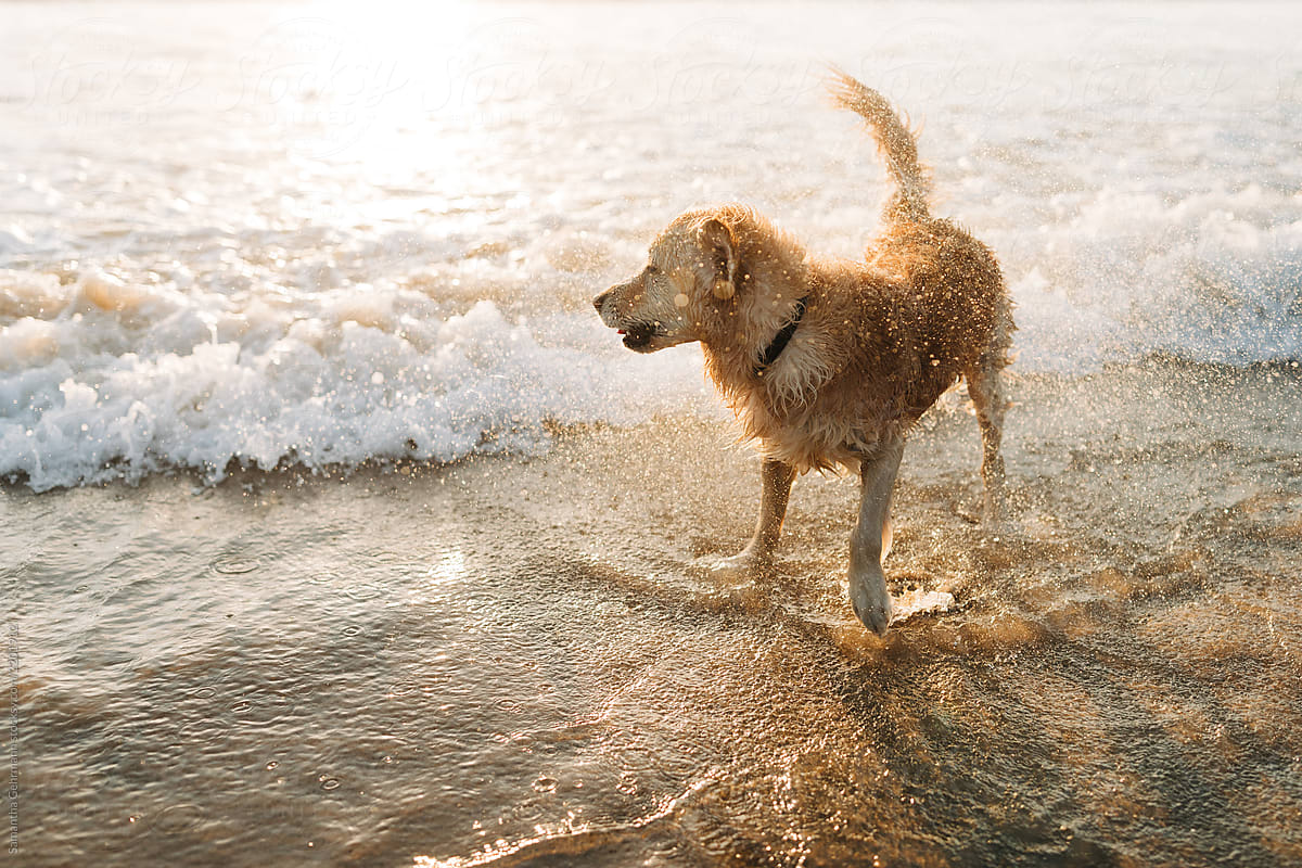 "Golden Retriever Standing In Ocean After Shaking" by Stocksy ...