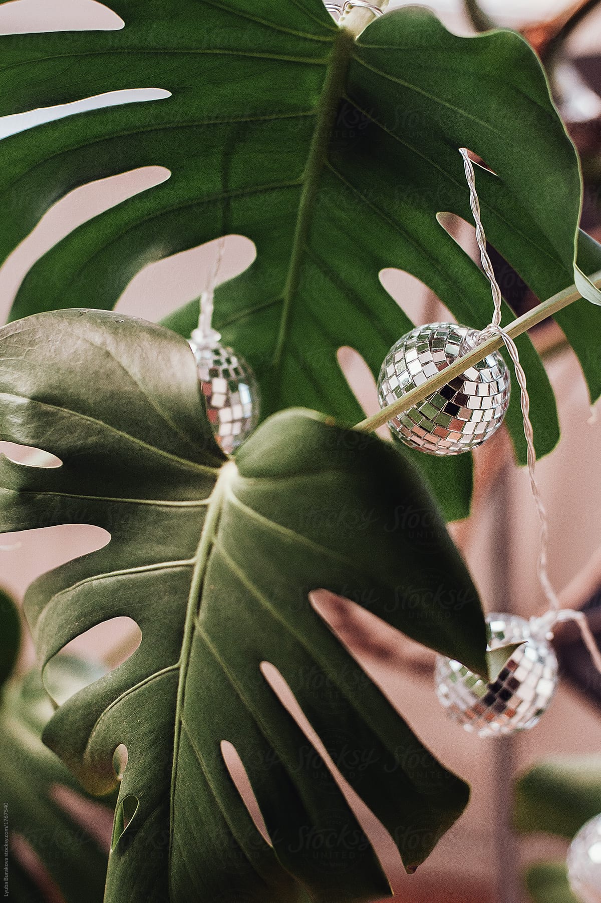 "Monstera Decorated With Small Discoballs" by Stocksy Contributor "Amor ...