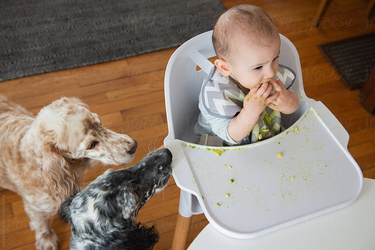 "Dogs Stand Near Baby's Highchair" by Stocksy Contributor "Cara Dolan ...