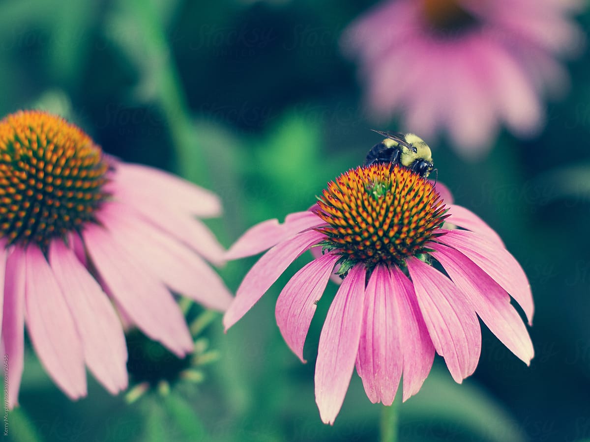 "Bee On Purple Cone Flower" by Stocksy Contributor "Kerry Murphy" - Stocksy