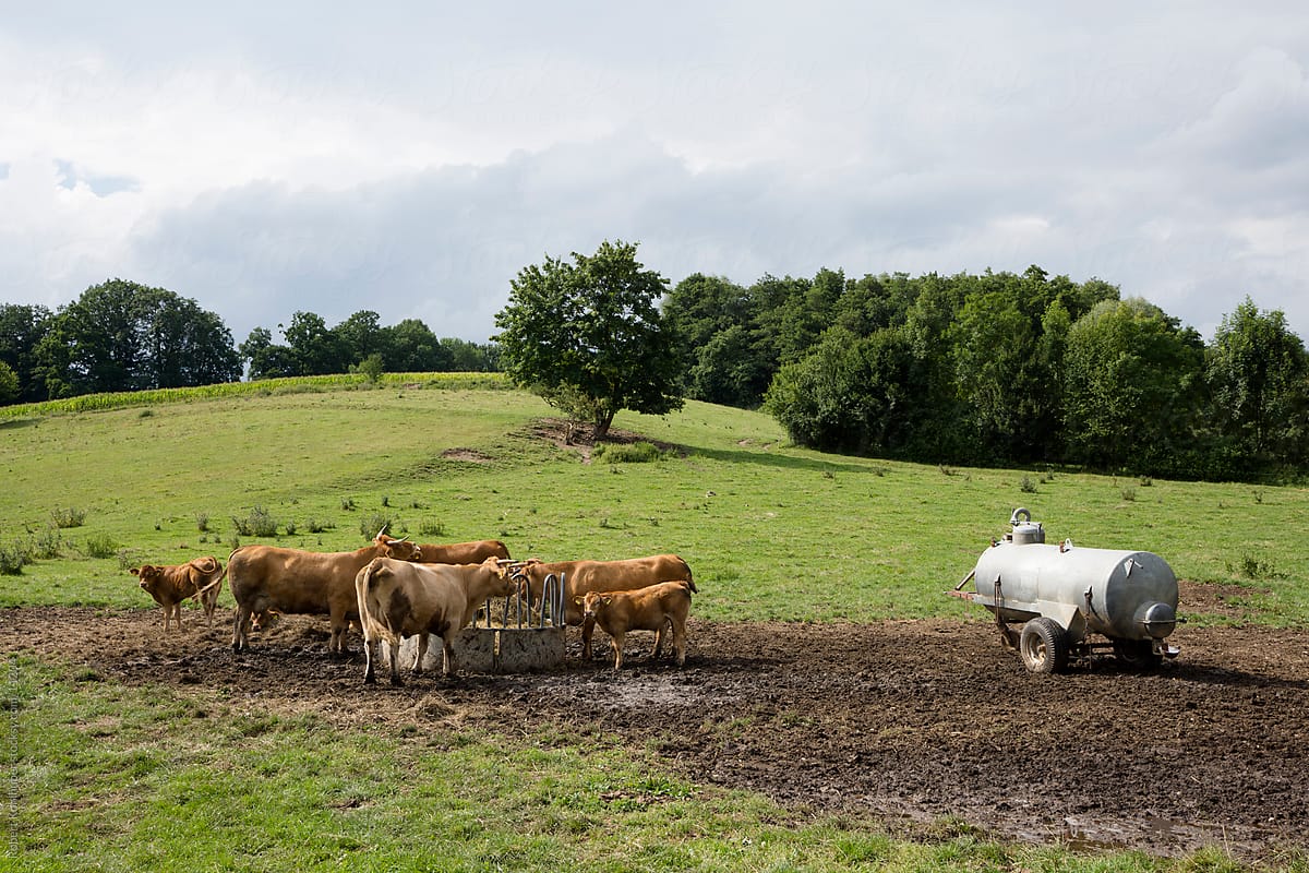 "Cows In Nature" by Stocksy Contributor "Robert Kohlhuber" - Stocksy
