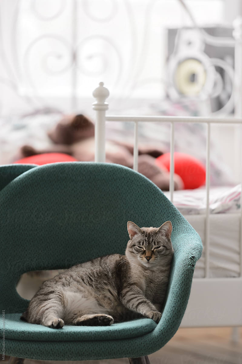 "Cat At Home" by Stocksy Contributor "Milles Team" - Stocksy
