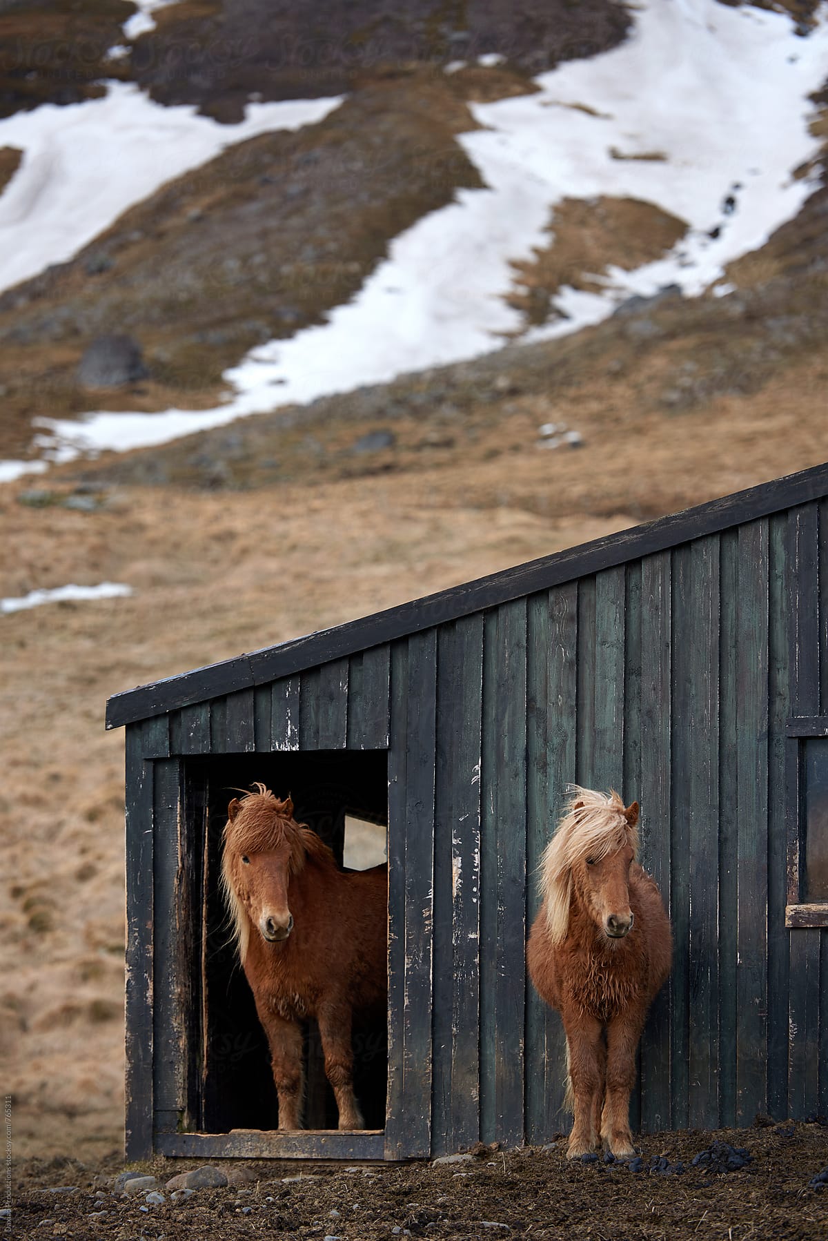 "Iceland Horses Stable" by Stocksy Contributor "Daxiao Productions ...
