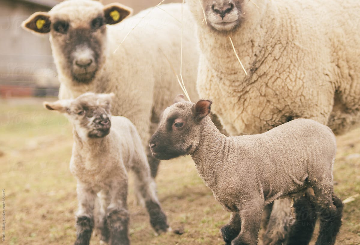 "Mother Sheep With Young Lamb" by Stocksy Contributor "Martin Matej ...