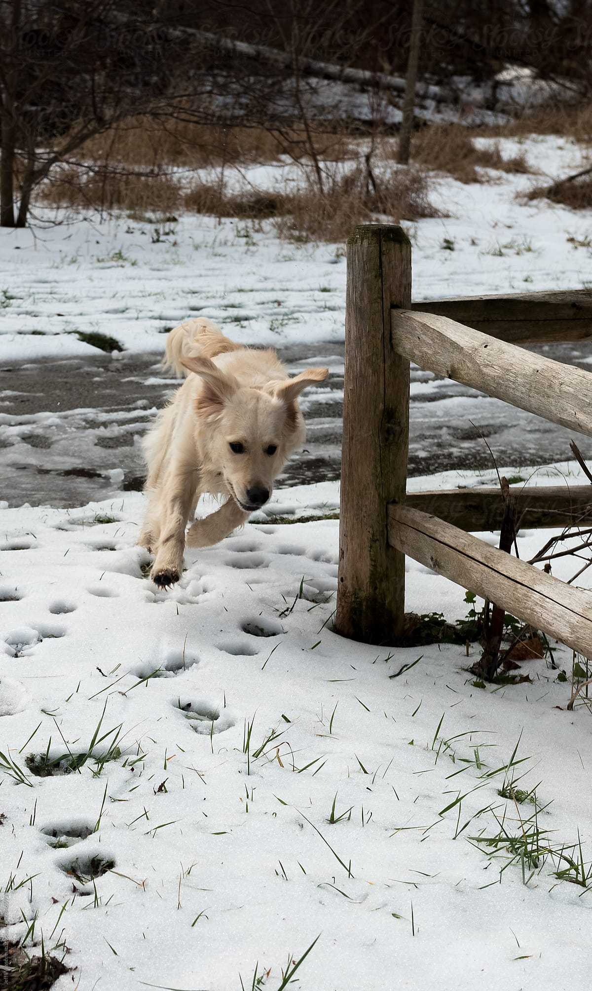 "Dog Running In The Winter" by Stocksy Contributor "Jeff Wasserman ...
