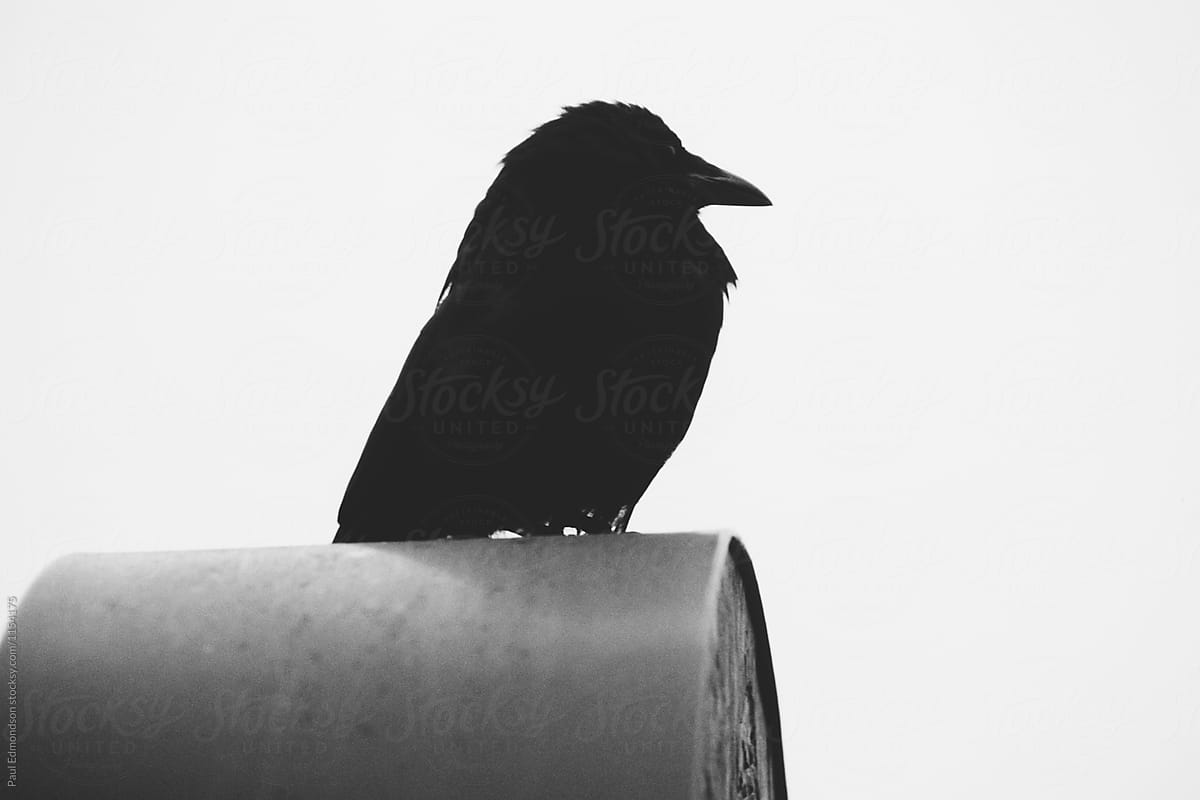 "Close Up Of Crow Sitting On Mailbox" by Stocksy Contributor "Rialto ...