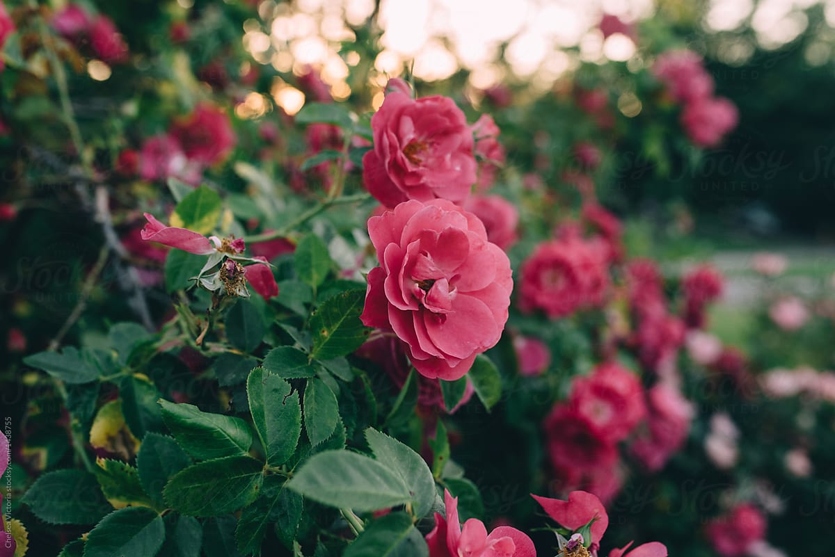 "Roses In A Garden At Sunset" by Stocksy Contributor "Chelsea Victoria ...