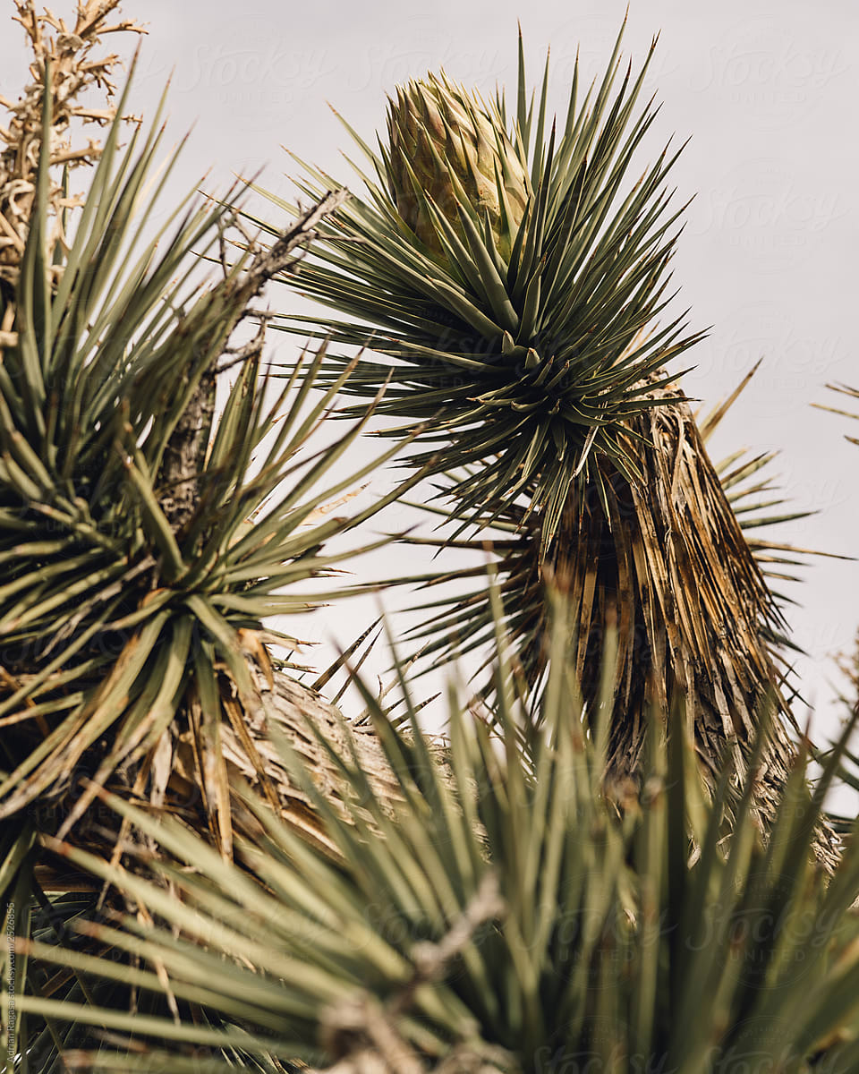 Joshua Tree On A Cloudy Day - Stock Image - Everypixel