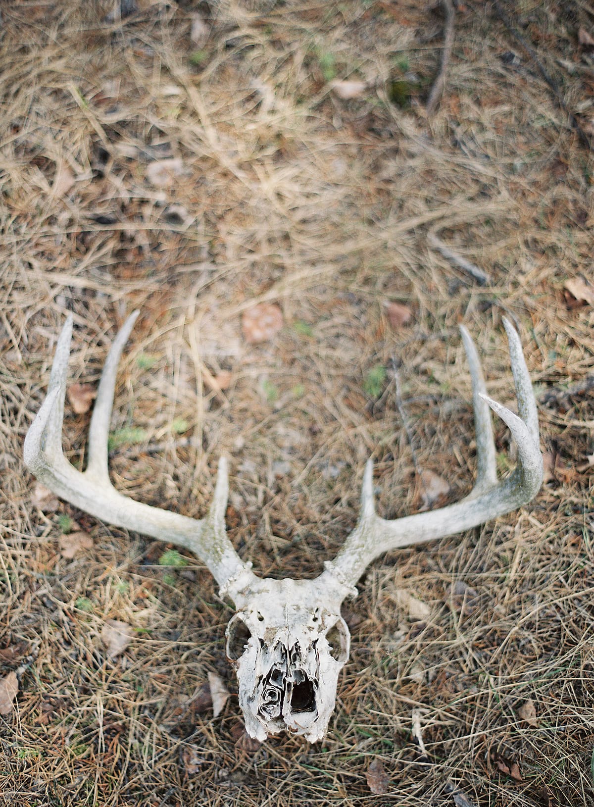 "Deer Skull" by Stocksy Contributor "Adrian Balzer" - Stocksy