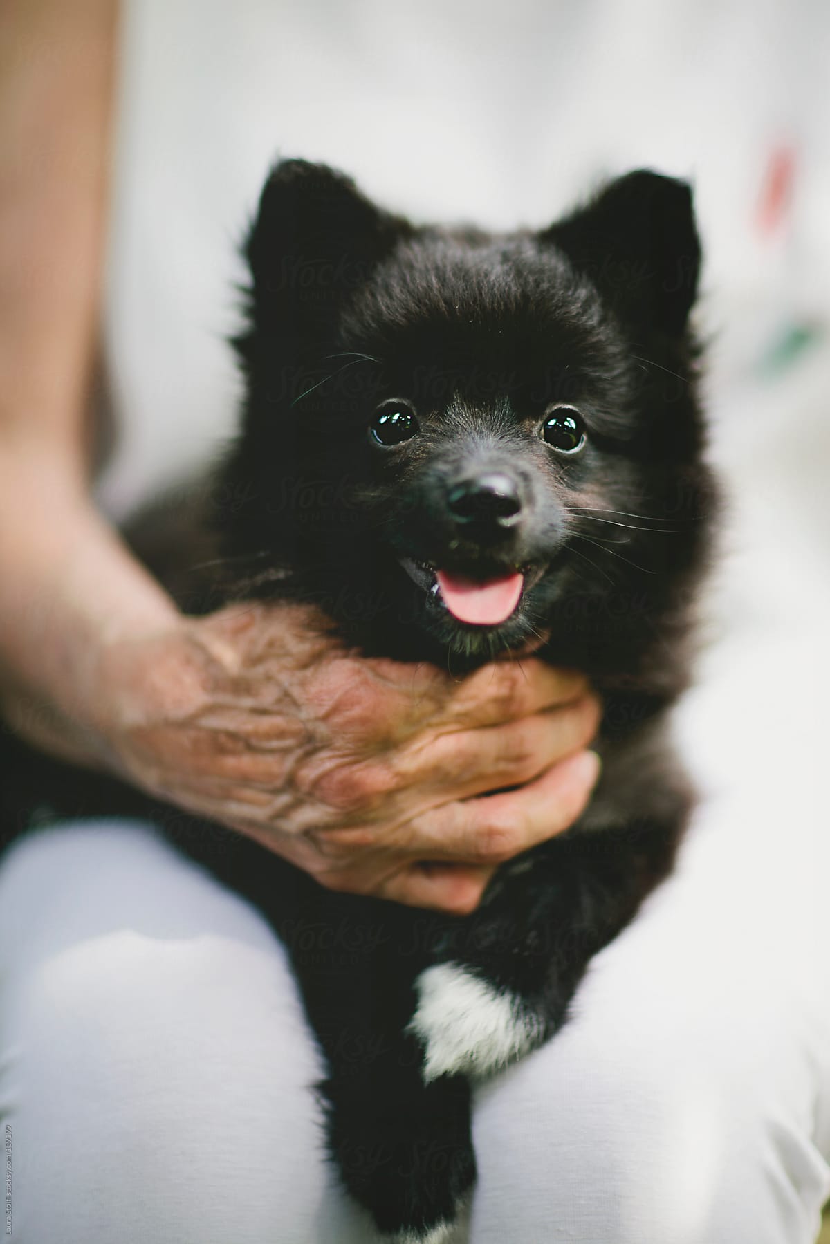 "Close-up Of Woman With Pomeranian Puppy On Her Legs" by Stocksy ...