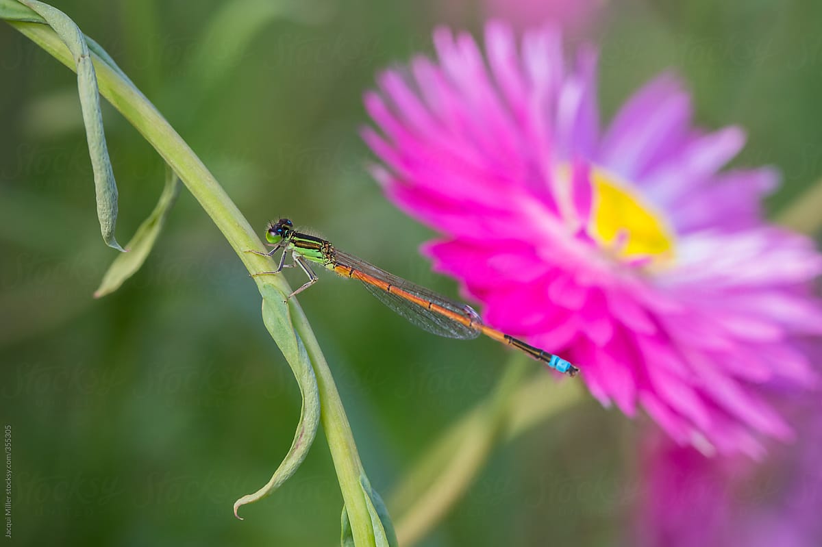 "Blue Tailed Damselfly With Bright Green Body And Orange Tail" by ...