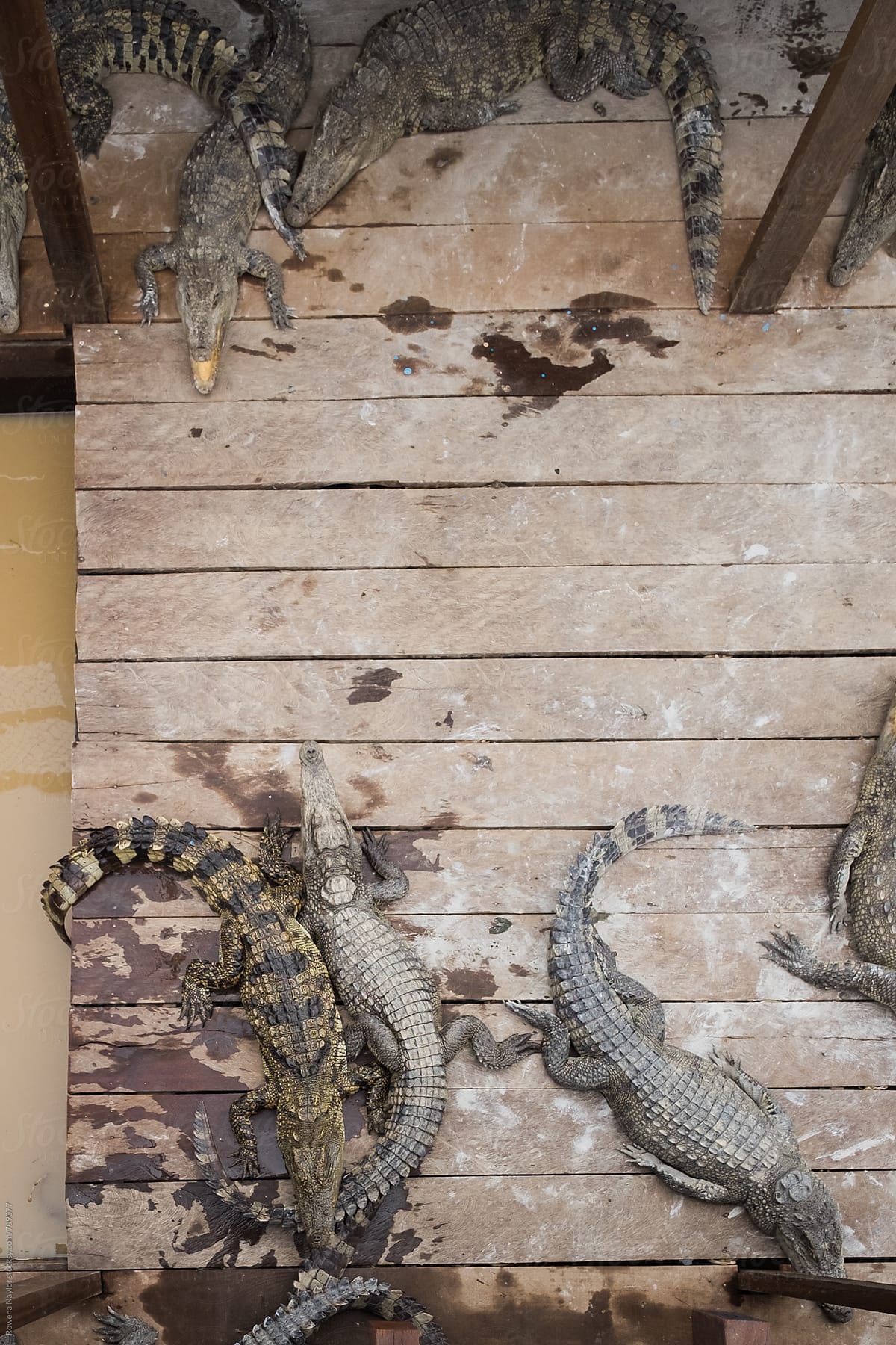 "Crocodile Farm In Cambodia" by Stocksy Contributor "Rowena Naylor ...