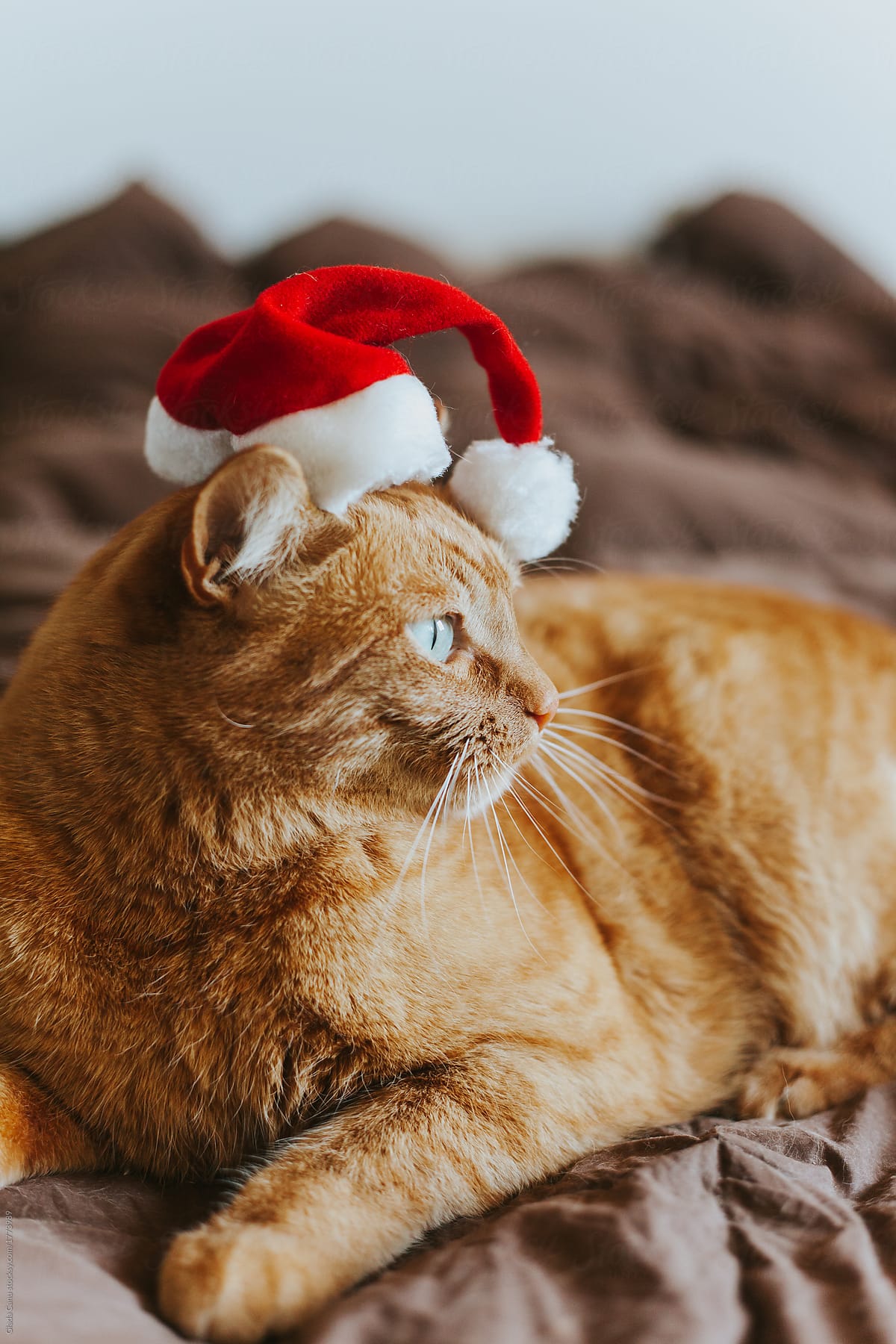 "Ginger Cat With A Santa's Hat" by Stocksy Contributor "Giada Canu ...