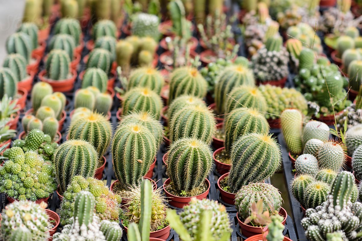 "Different Cactuses In Row" by Stocksy Contributor "Lawren Lu" - Stocksy