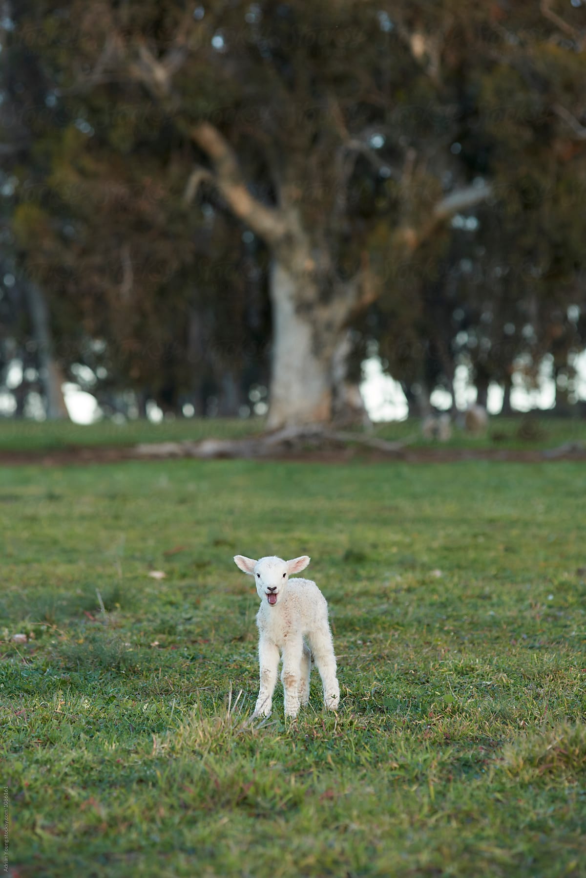 "Lamb Bleating Alone" by Stocksy Contributor "Adrian P Young" - Stocksy