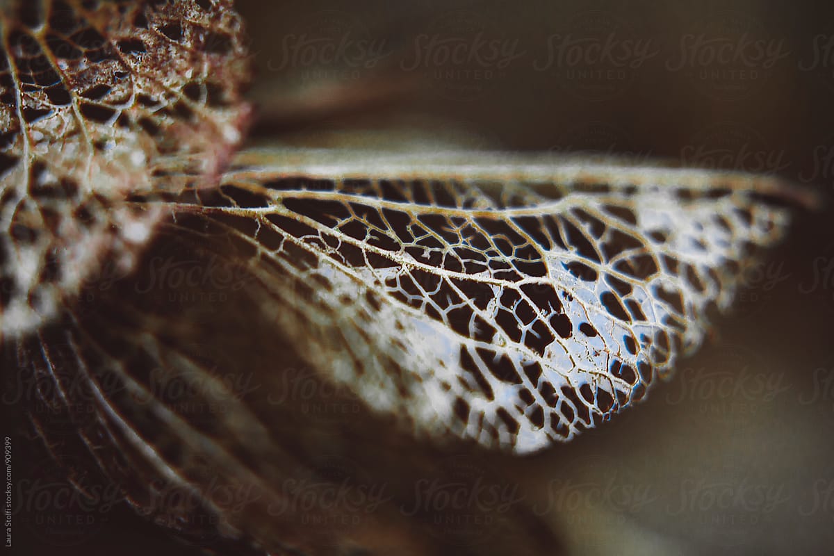 "Macro Catch Of Web Like Bronze Hydrangea Petal" by Stocksy Contributor ...