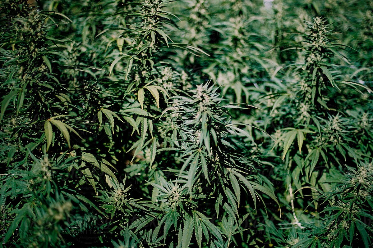 Weed Desktop Wallpaper Hd Marijuana Wallpapers HD Group (67+)