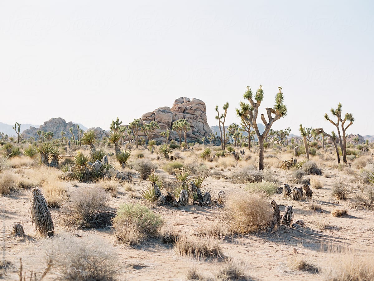 "Landscape At Joshua Tree" by Stocksy Contributor "Daniel Kim ...