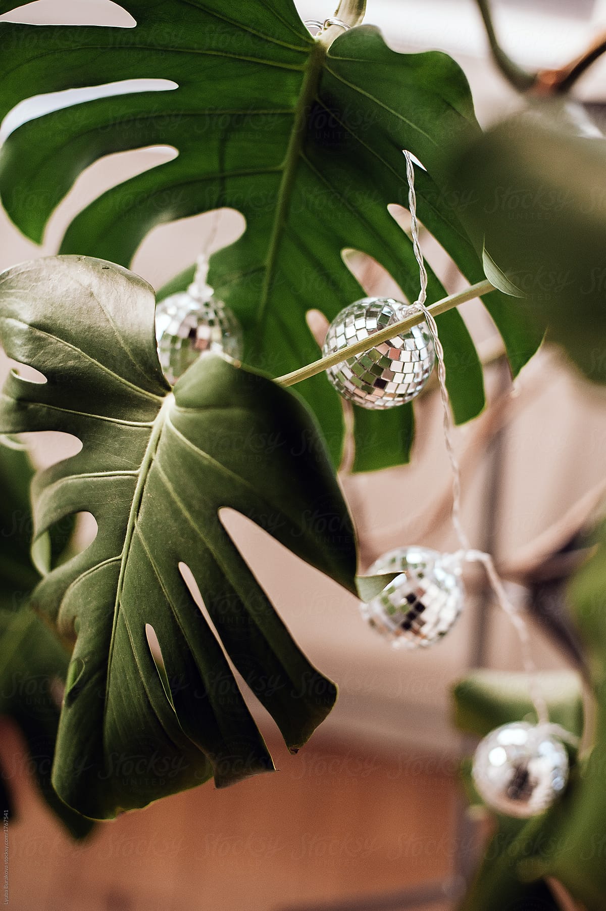 "Monstera Decorated With Small Discoballs" by Stocksy Contributor "Amor ...
