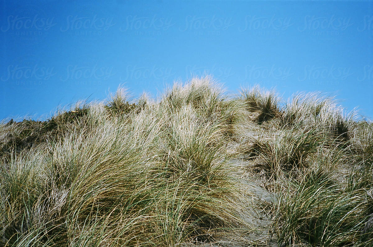 "Grassy Knoll At Beach" by Stocksy Contributor "Jacki Potorke" - Stocksy