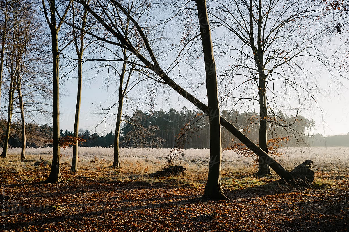 "Sunrise And Fallen Tree In A Beech Woodland In Winter." by Stocksy ...