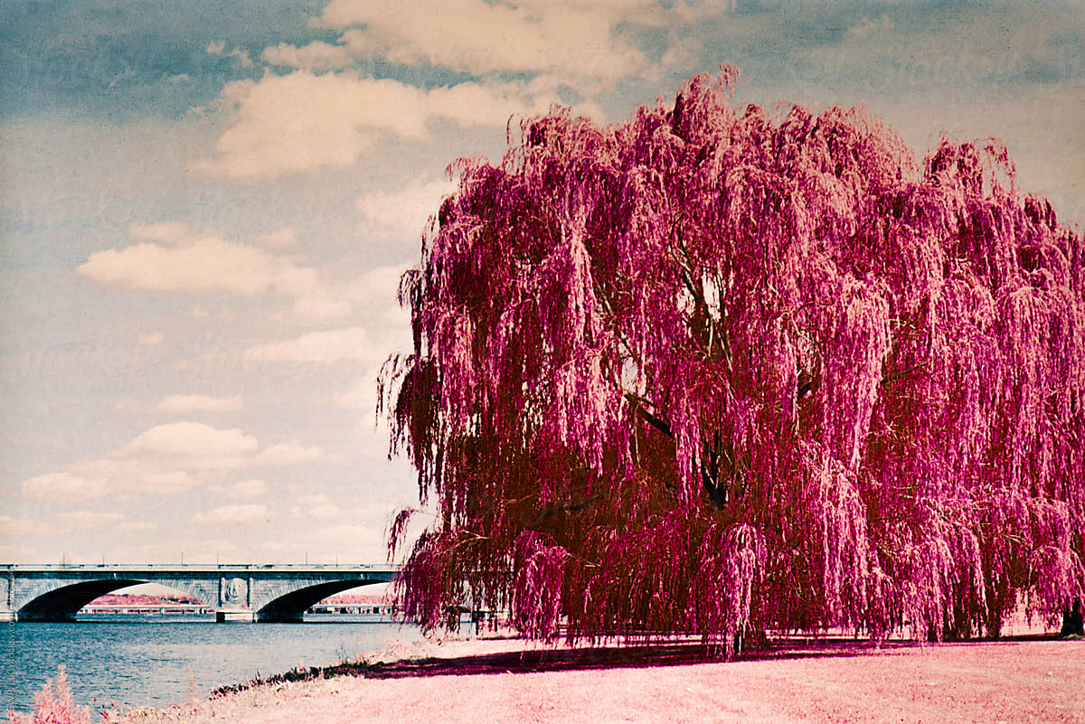 Weeping Willow Tree Along The Potomac River In Washington D C Weeping Willow Tree Along The Potomac River In Washington D C