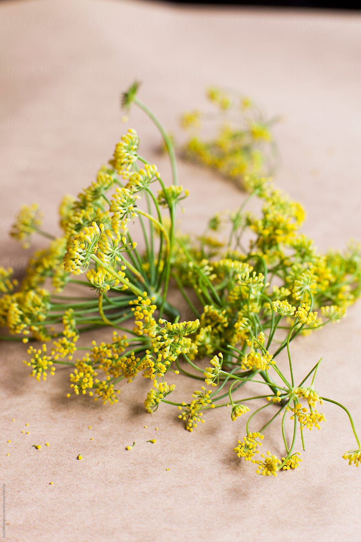 "Organic Fennel Flower" by Stocksy Contributor "Sara Remington" - Stocksy